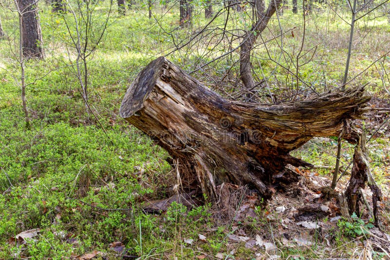 Old Tree Stump in Forest Underbrush Stock Photo - Image of nature ...