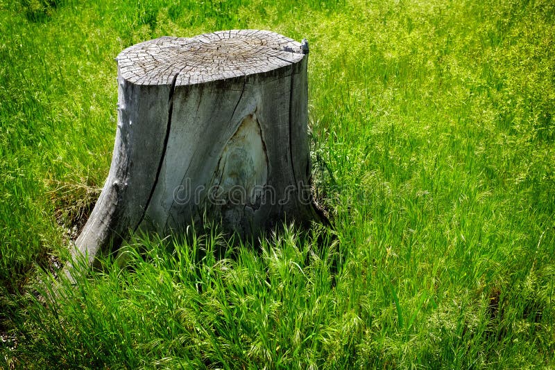 Old Tree Stump in Green Grass Stock Image - Image of rough, material ...