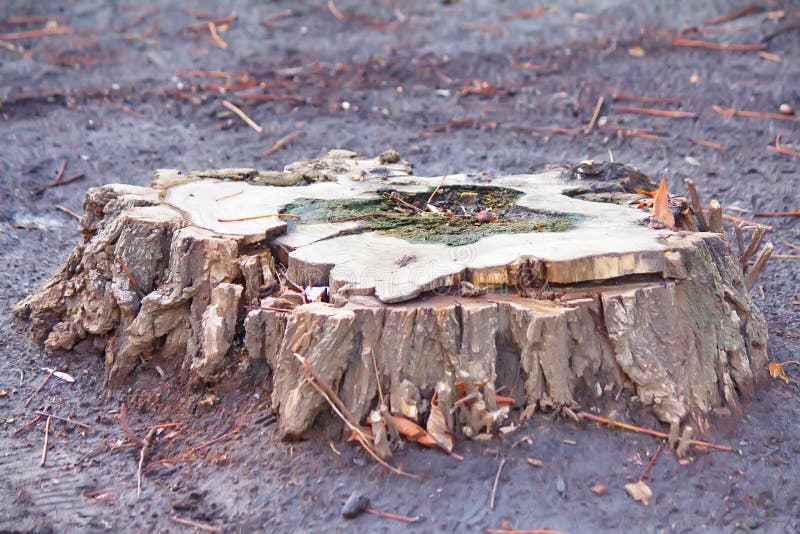 Snag Grinder Stock Photos - Free & Royalty-Free Stock Photos from ...