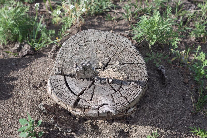 Old Tree Stump on the Ground. Stock Image - Image of texture, abstract ...