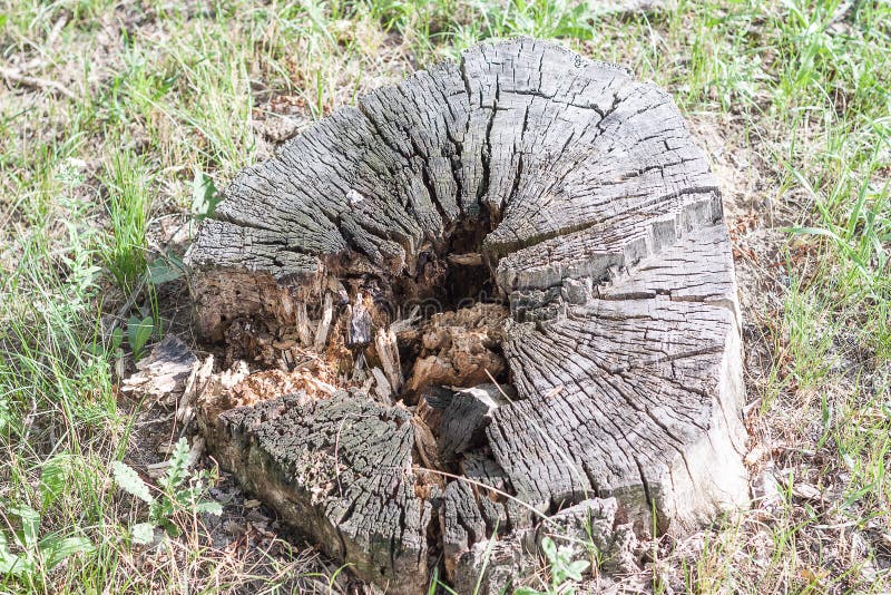 Old Tree Stump on the Ground. Stock Image - Image of nature, wood: 96278667