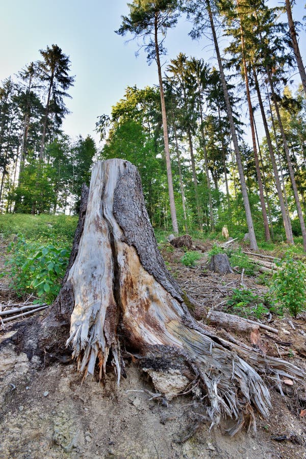 Hollowed Out Old Tree Stump Stock Photos - Free & Royalty-Free Stock ...