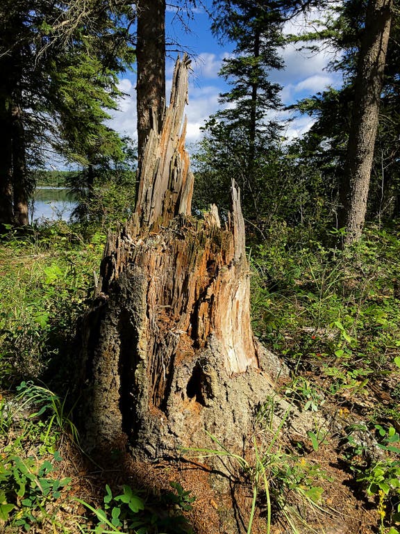 Old Tree Stump by a Lake on a Sunny Day Stock Image - Image of hide ...