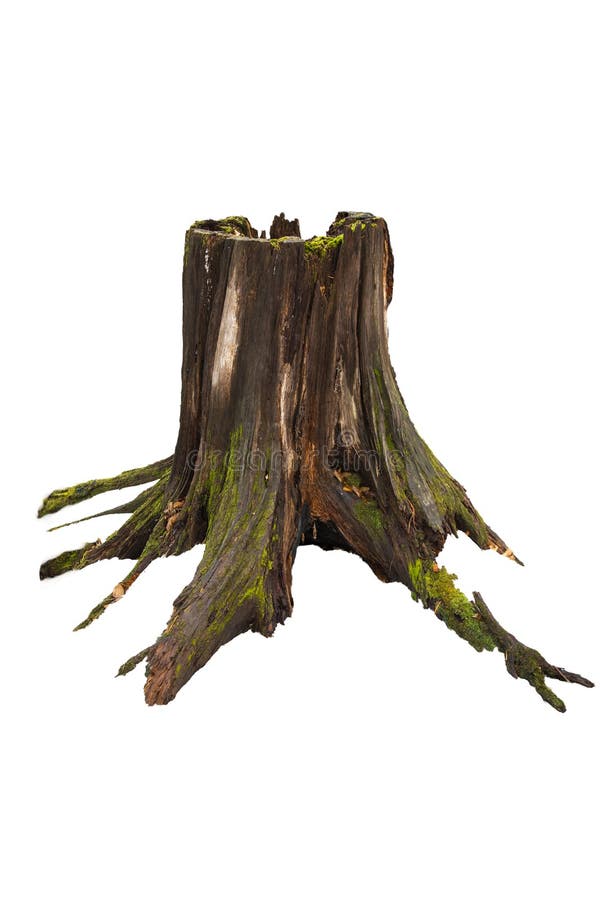 Tree Stump Isolated On White Background Stock Photo - Image of ...