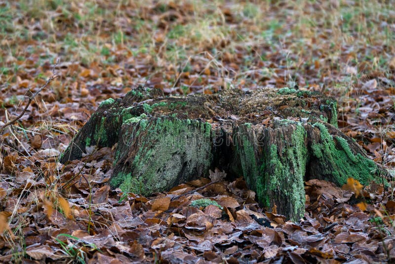 Old Tree Stump stock photo. Image of eroded, closeup - 24914994