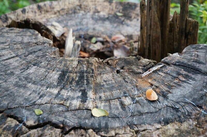 Old tree stump stock photo. Image of ground, lumber, abstract - 91060594