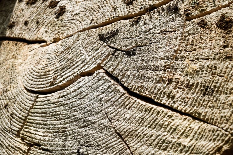 Old Tree Stump Showing Rings of Age Lines Stock Photo - Image of ...