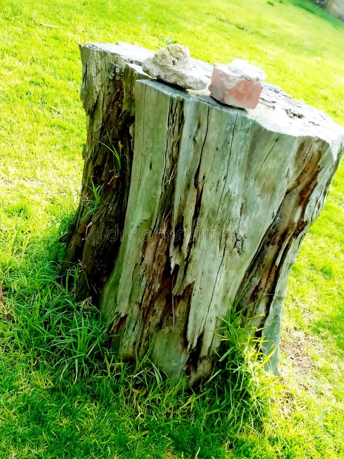 Stump surrounded by brick. stock photo. Image of lumber - 57160178