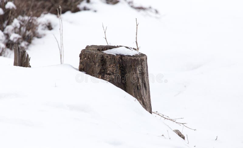 Old Tree Stump in Snow in Winter Stock Photo - Image of season, bark ...