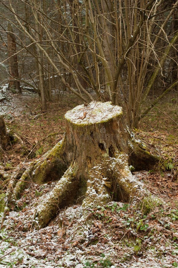 Old Tree Stump in Spring Forest. Stock Image - Image of aged, trunk ...