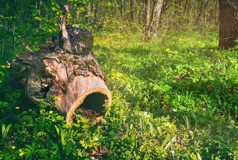 Old Tree Stump in the Spring Forest Stock Image - Image of plants ...