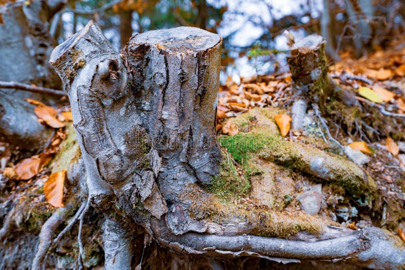 Old Tree Stump Sprinkled with Fallen Leaves in the Autumn Forest Stock ...
