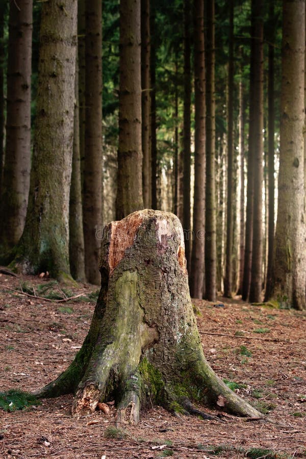 Old Tree Stump stock photo. Image of eroded, closeup - 24914994