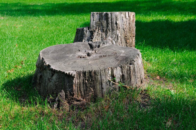 The Stump of a Sawn Tree in the Summer Forest Stock Photo - Image of ...