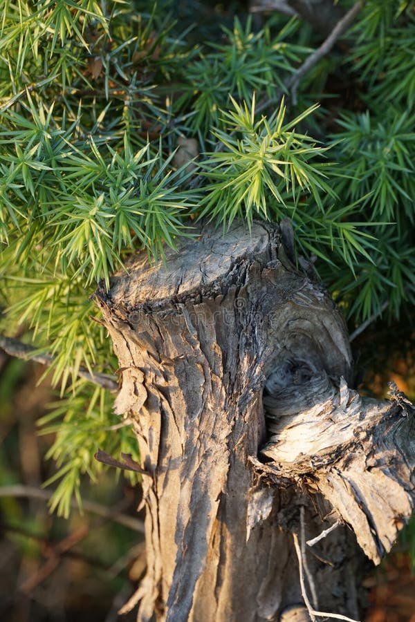 An Old Tree Stump Surrounded by the Sharp Needles of a Forest Spruce ...