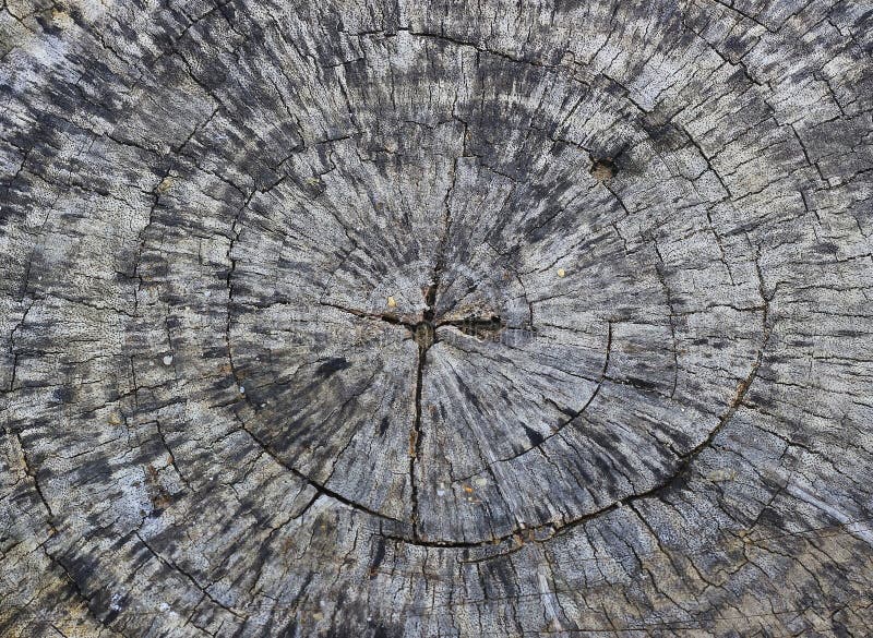 Old Tree Stump Texture Background Stock Image - Image of aged, lumber ...