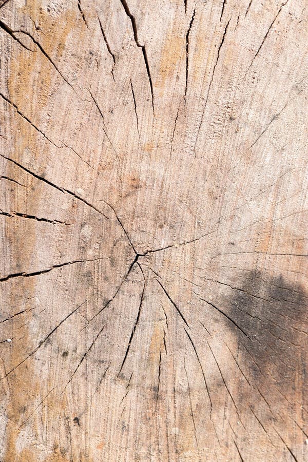 Old Tree Stump Texture Background Stock Image - Image of plant, closeup ...