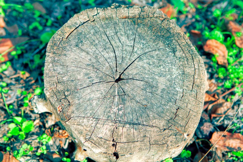 Old Tree Stump View from Above Stock Image - Image of abstract, round ...
