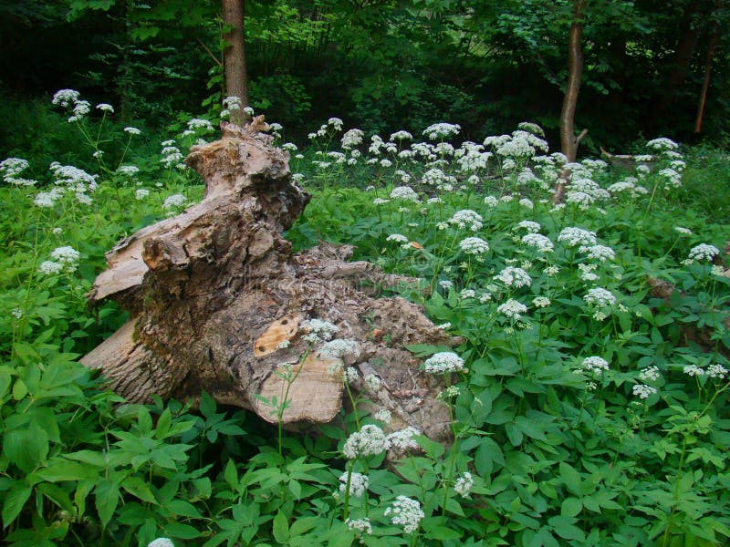 Old Tree Stump with Wild Flowers in Bloom Stock Image - Image of meadow ...