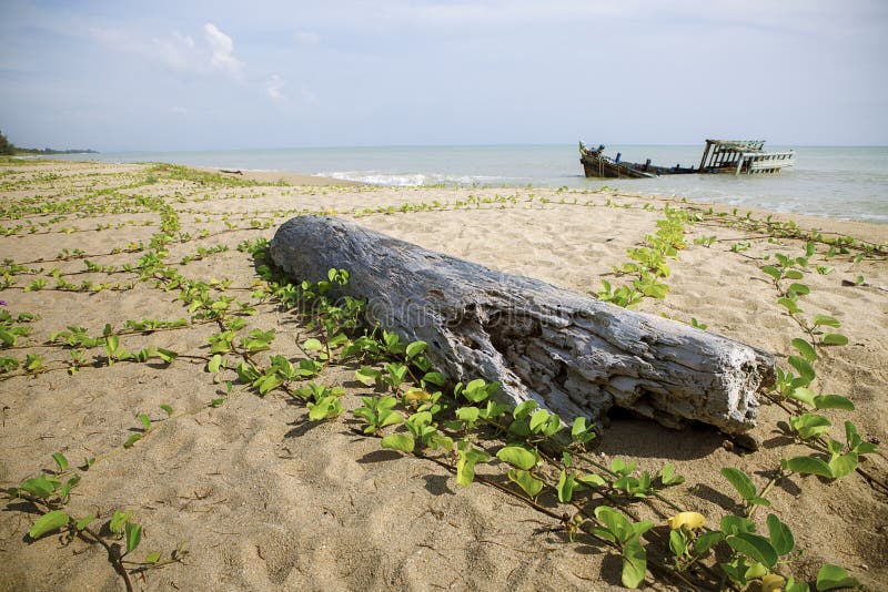 Old Tree Stump and Wreck Boat on Sea Beach Stock Image - Image of ...