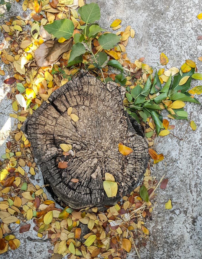 Old Tree Stump with Young Branch Stock Photo - Image of rough, core ...