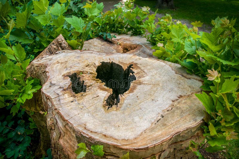 301 Tree Stump Shoot Stock Photos - Free & Royalty-Free Stock Photos ...