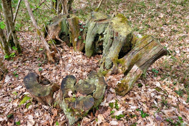 Old Tree Stumps stock photo. Image of forest, natural - 275501736
