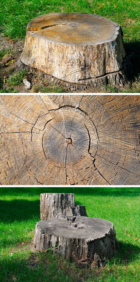 Tree Stumps in the Summer Park. Vertical Photo Stock Photo - Image of ...