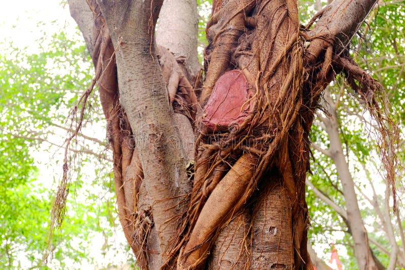 Old Tree in the Sunlight Autumn Design Stock Image - Image of sunlight ...