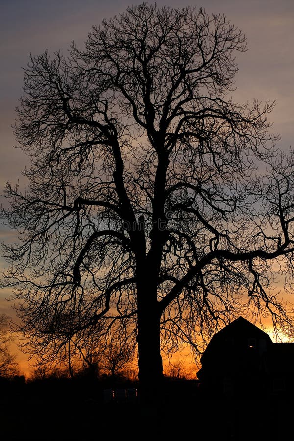 Old tree at sunset stock image. Image of lonely, bole - 77630493