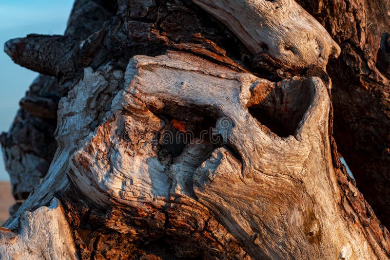 Old Tree Surface Texture on the Sunset Stock Photo - Image of abstract ...