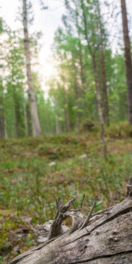 Old Tree in the Taiga, Summer Landscape at Sunset. Stock Image - Image ...