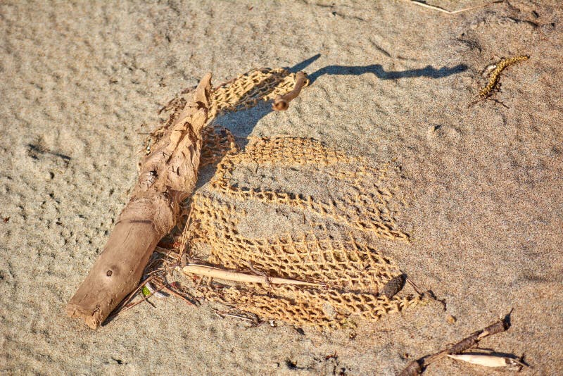 An Old Tree Tangled Up in an Old Fishing Net Stock Image - Image of ...