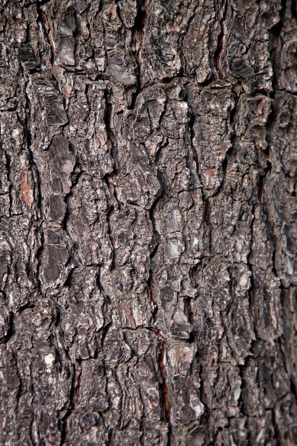 Old tree texture stock photo. Image of nature, surface - 34313446