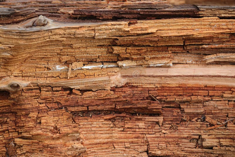 Old tree texture stock image. Image of nature, material - 200797973