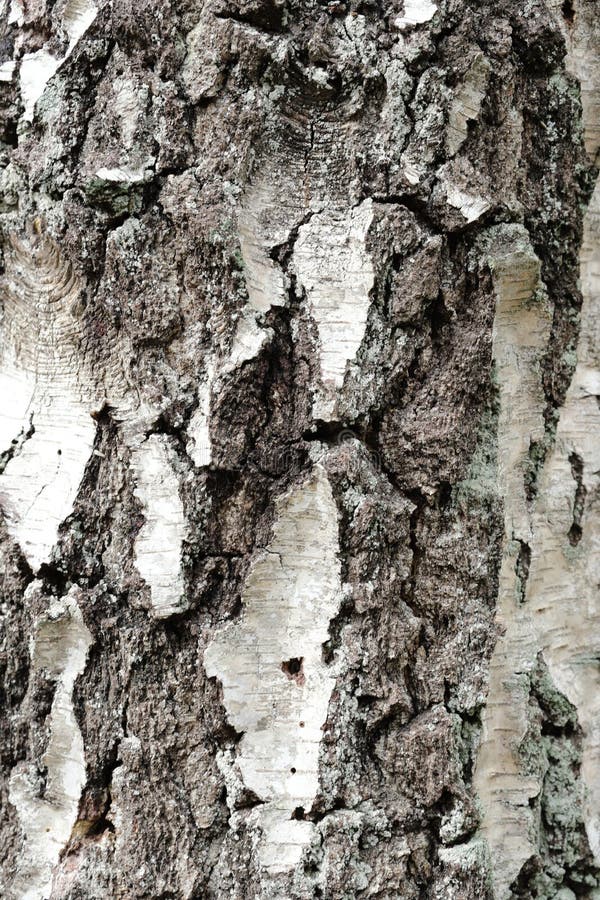 Old tree texture stock image. Image of nature, material - 200797973