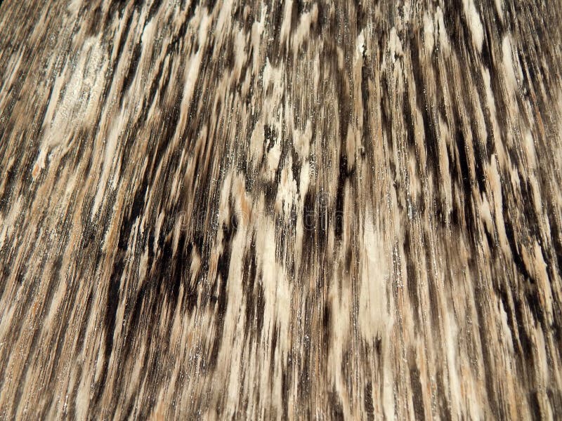 Old Tree Texture Close-up. Handmade Aging of a Tree Stock Photo - Image ...