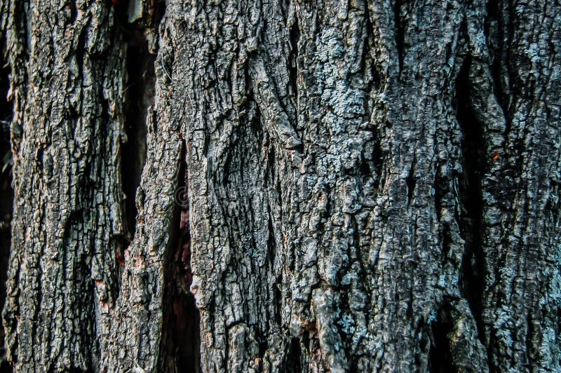 Old tree texture stock photo. Image of summersky, background - 93613484