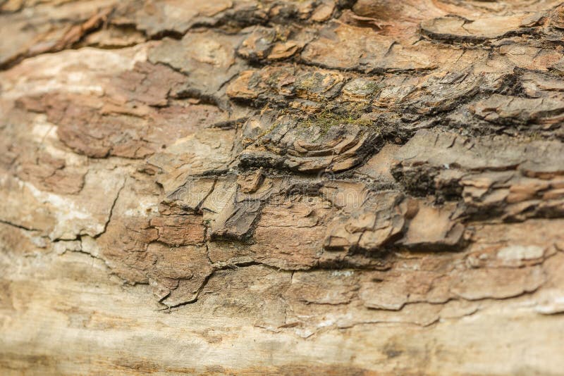 Old tree texture stock image. Image of scratched, conservancy - 65505879