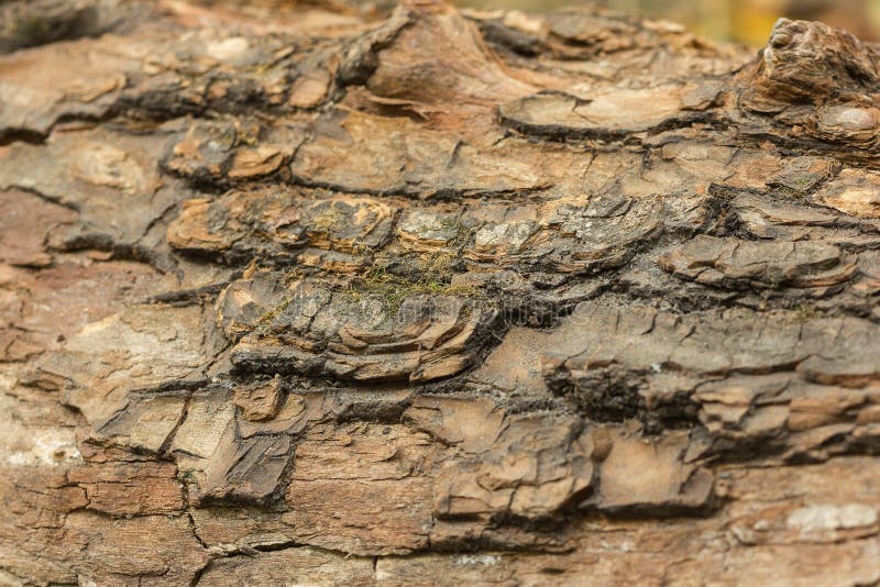 Old tree texture stock image. Image of grunge, rough - 65505893