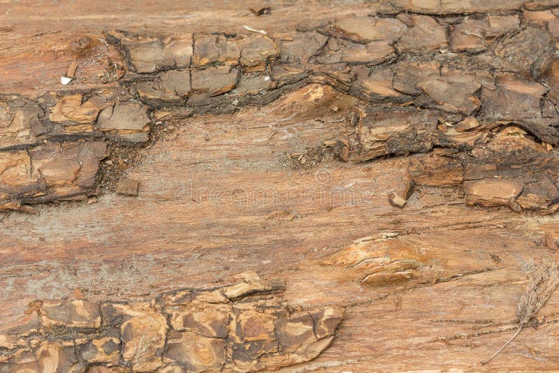 Old tree texture stock photo. Image of forest, grunge - 65506026