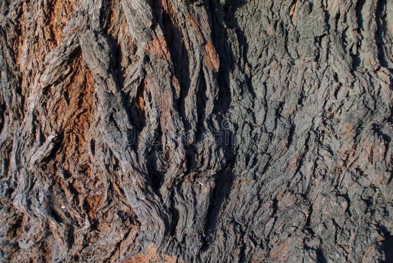 Old Tree Texture. Wood Texture Concept Stock Photo - Image of brown ...