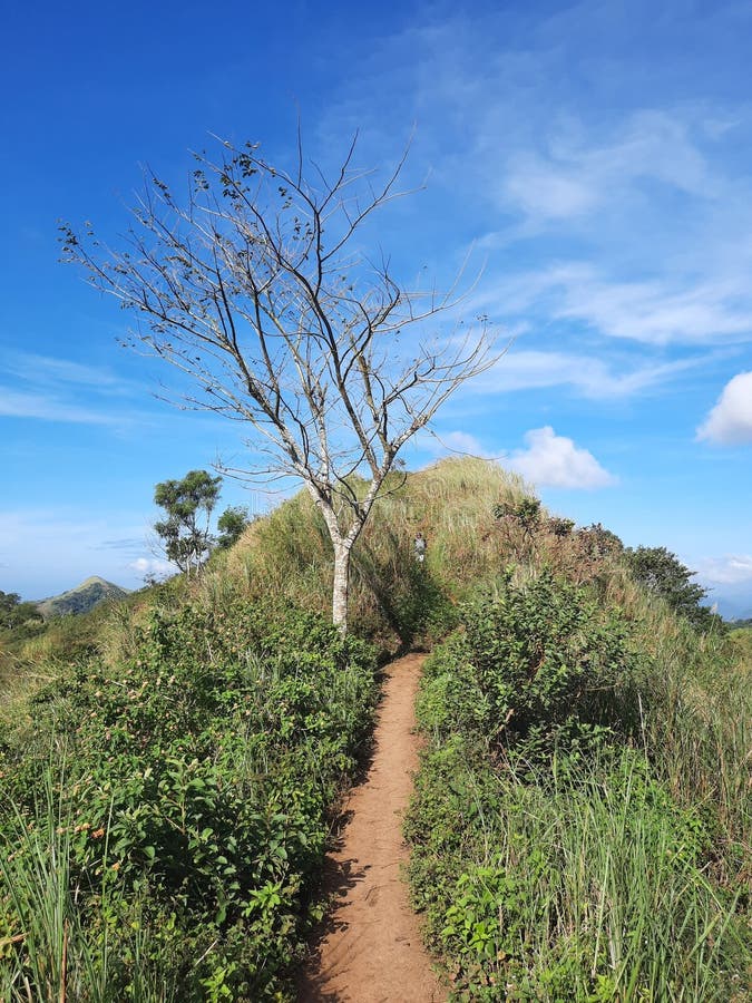 An Old Tree on the Top of Hill Stock Image - Image of prairie, shrub ...