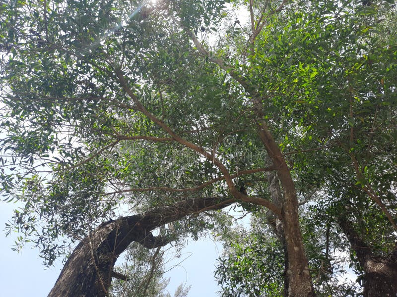Old Tree Tops with Thick Leaves Stock Image - Image of leaves, food ...