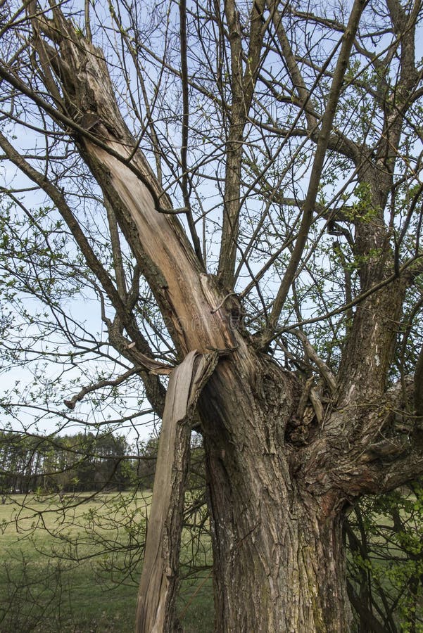 Old Tree with a Trace of Lightning Stock Image - Image of spring ...