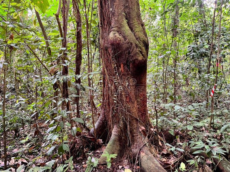 Old Tree in Tropical Rainforest Stock Photo - Image of tropical ...