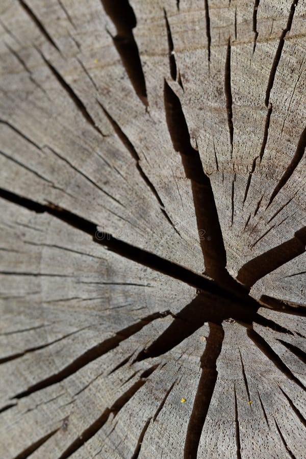 Old Tree Trunc with Heart Wood Shakes Closeup Stock Image - Image of ...