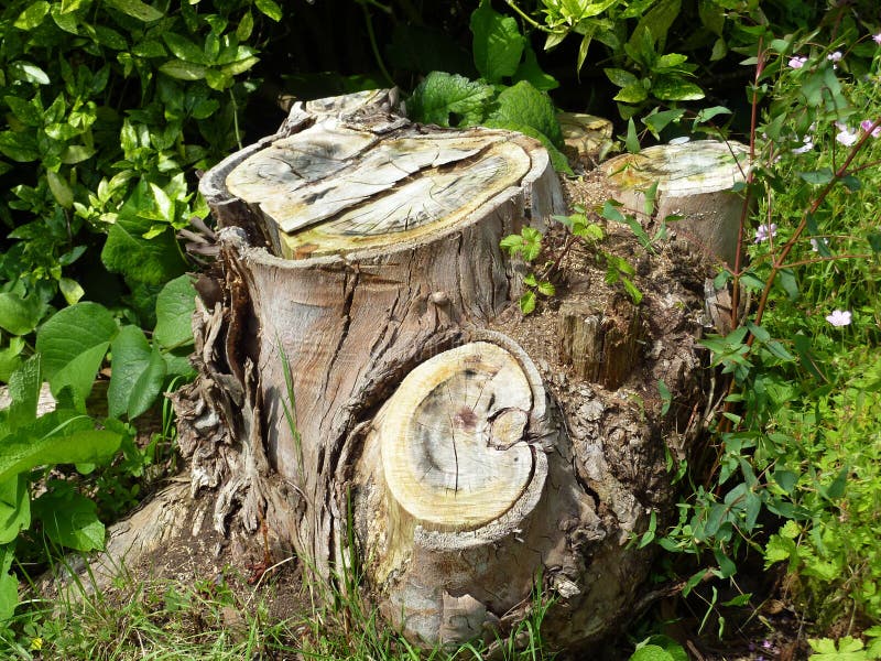 Large Fallen Tree Stump stock image. Image of felled - 45124459