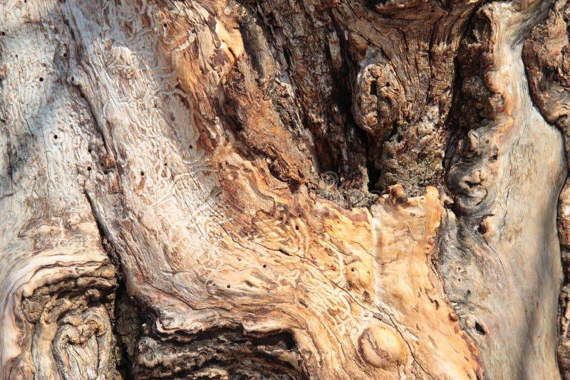 Old Tree-trunk Picture. Image: 525382