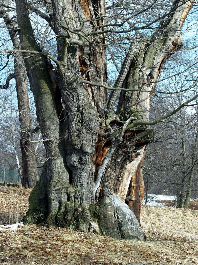 OLD TREE-TRUNK stock image. Image of nature, grained, brown - 714057